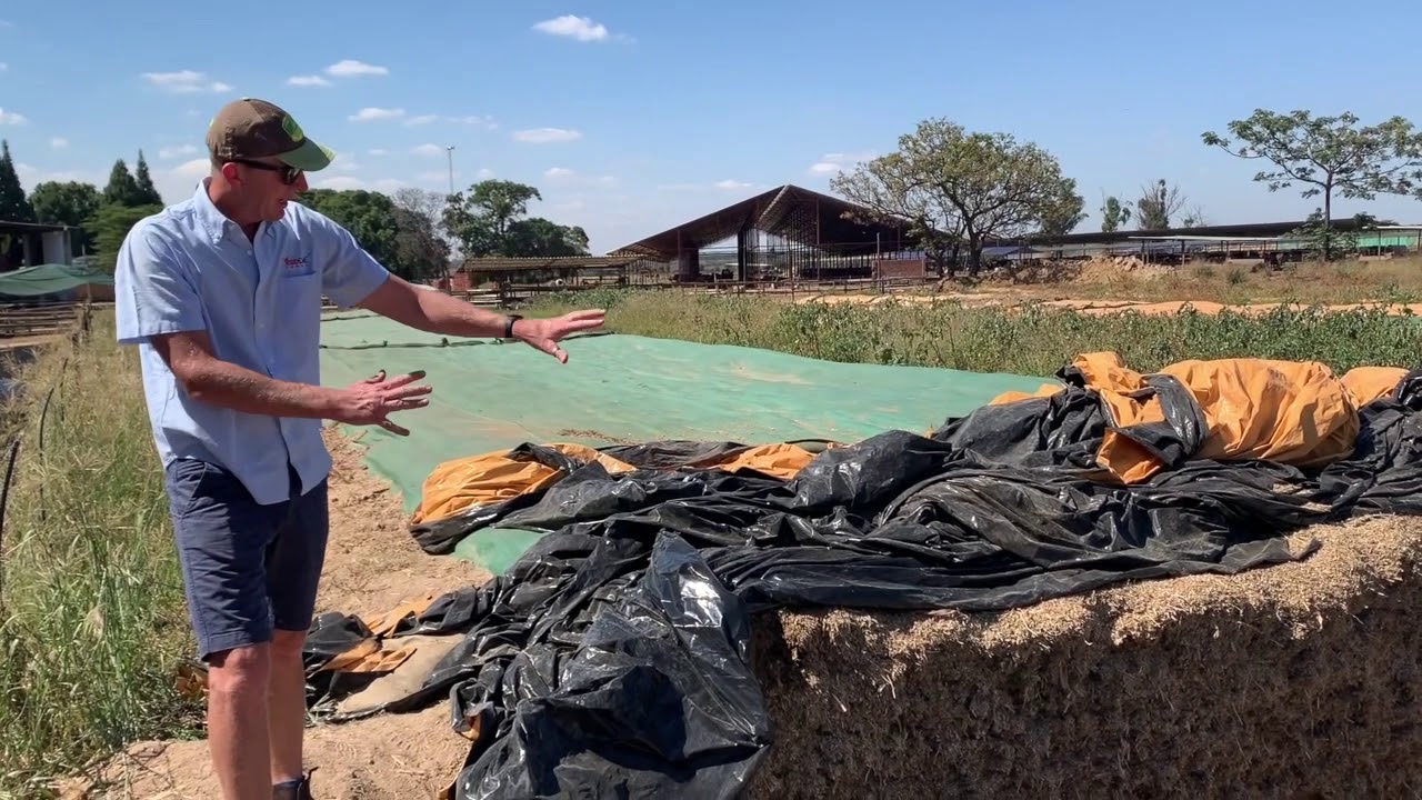 Managing and Feeding out of Silage Pits - YouTube
