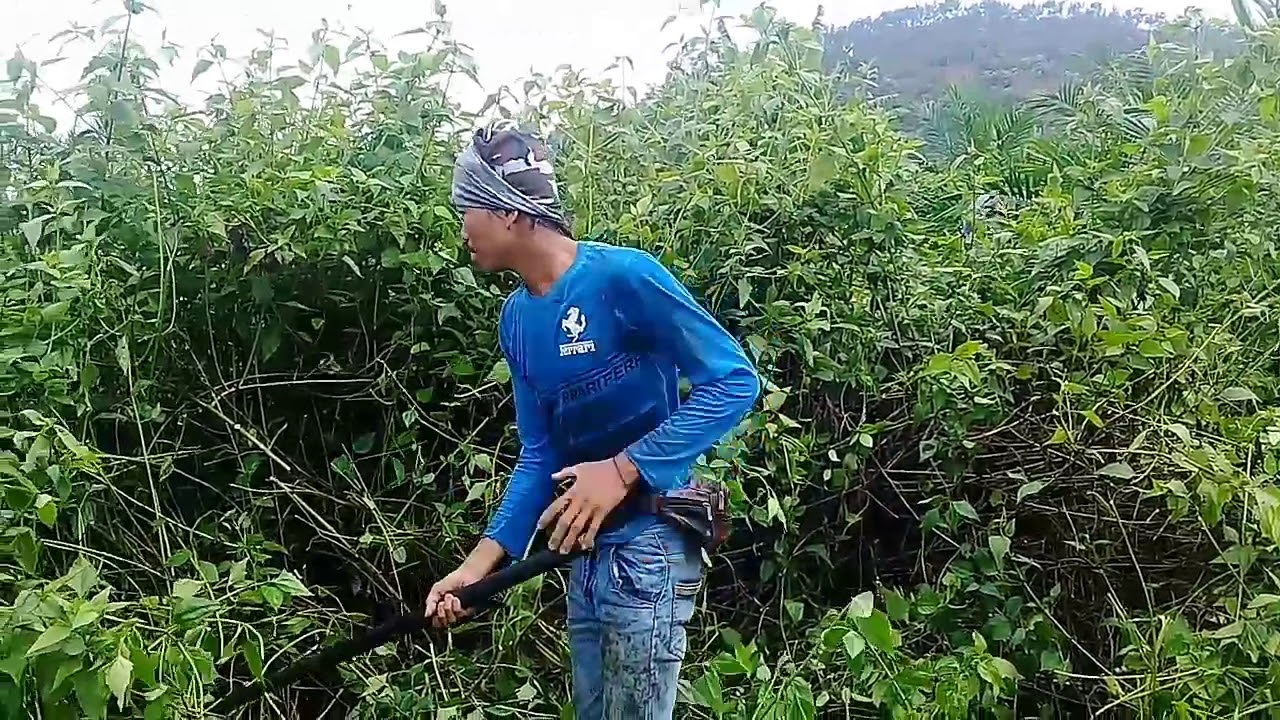 Menebas di kawasan sawit yg sangat semak - YouTube