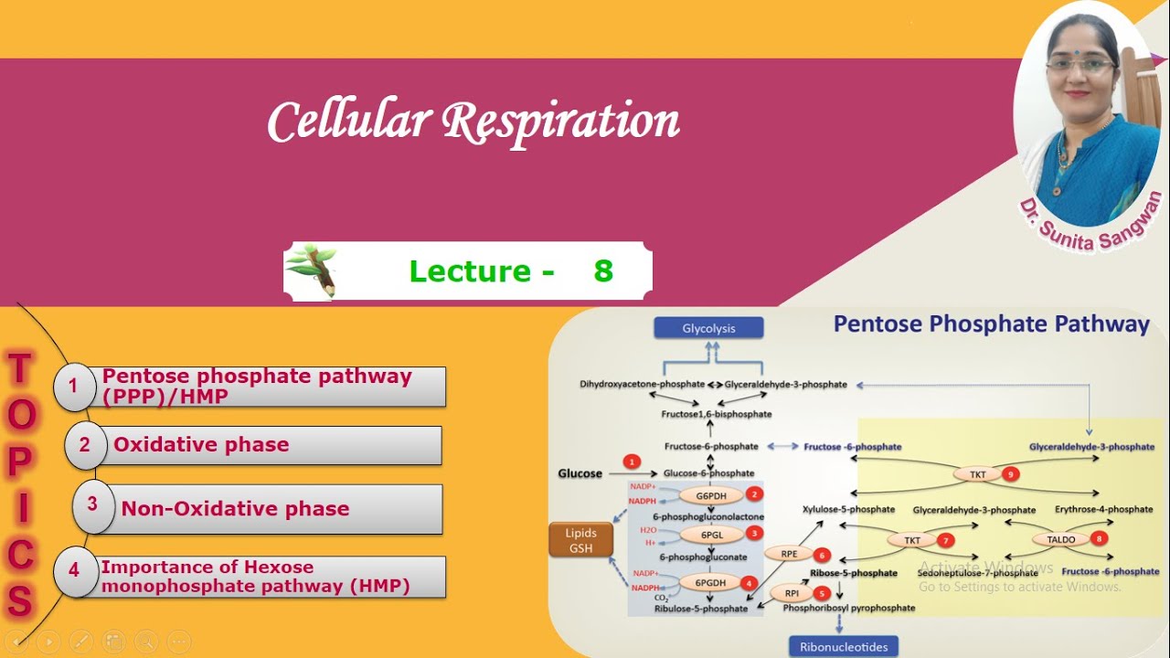 Pentose Phosphate Pathway (PPP)/ Hexose monophosphate shunt (HMP) - YouTube