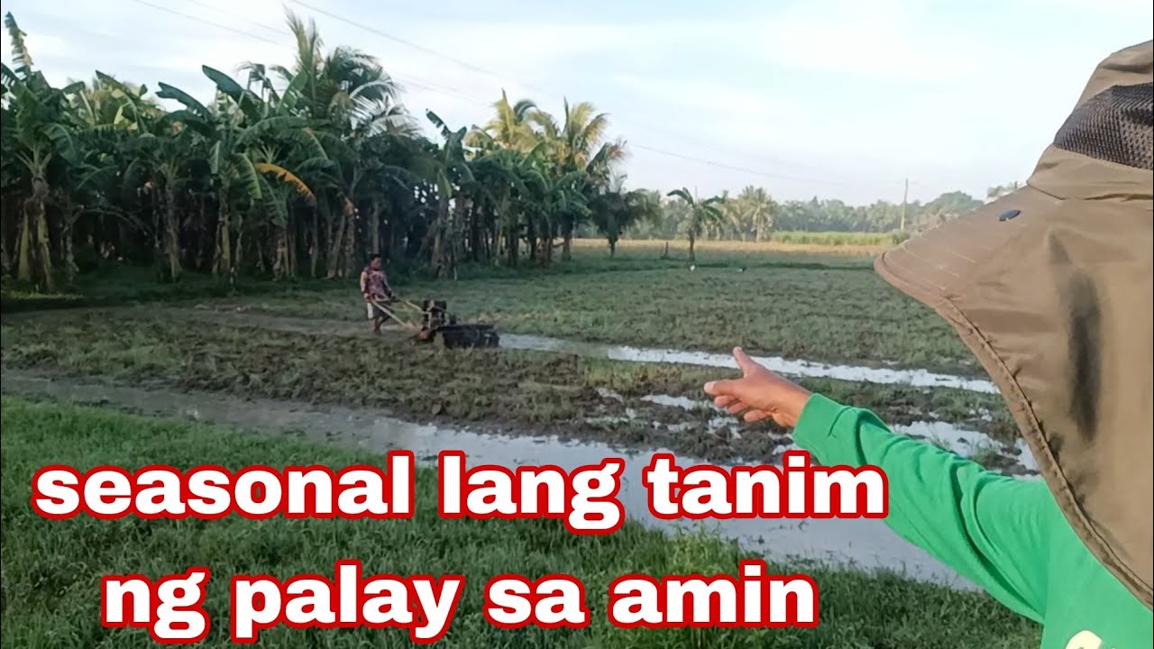 seasonal lang ang tanim ng palay sa amin+Magandang presyo ng palay # ...
