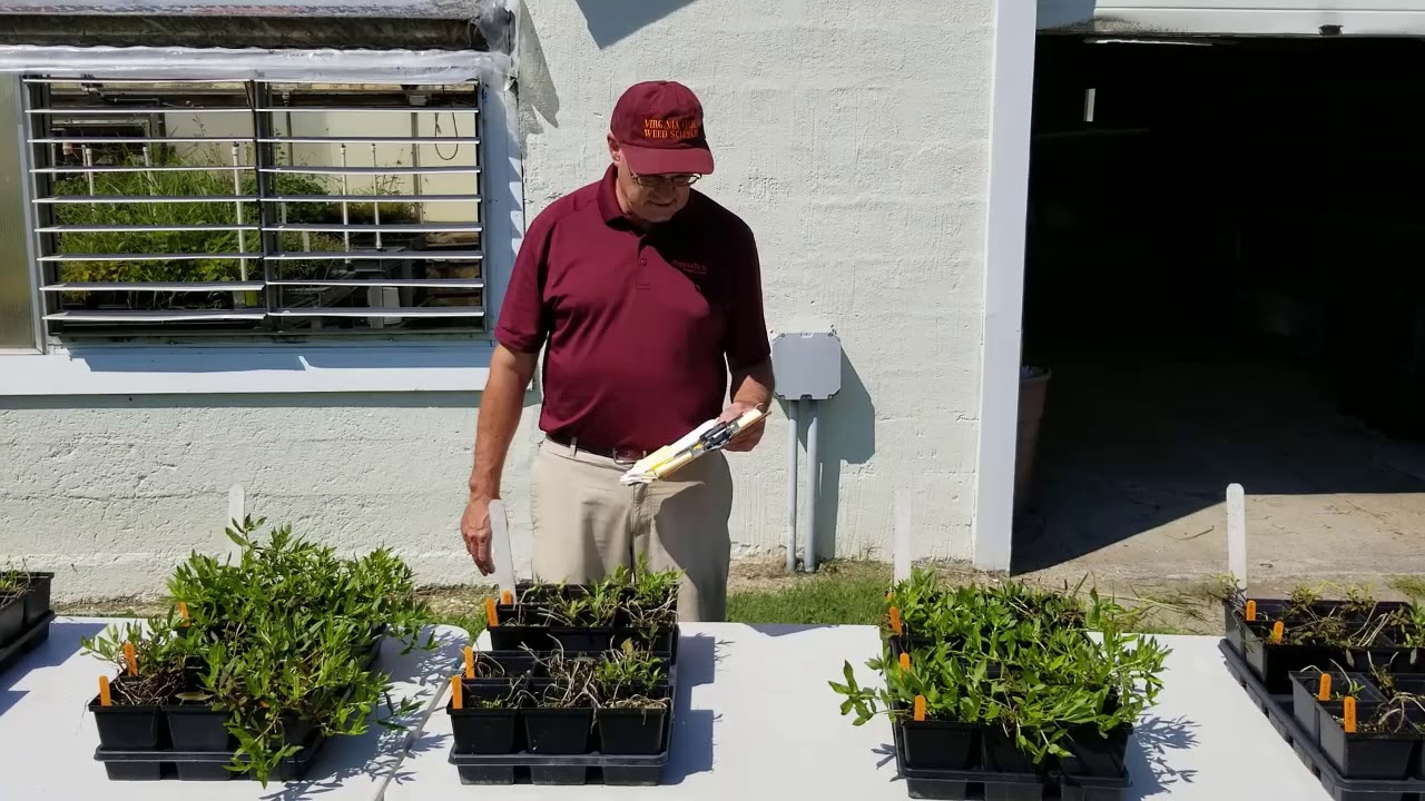 Virginia Buttonweed Control in Bermudagrass and Tall Fescue - YouTube