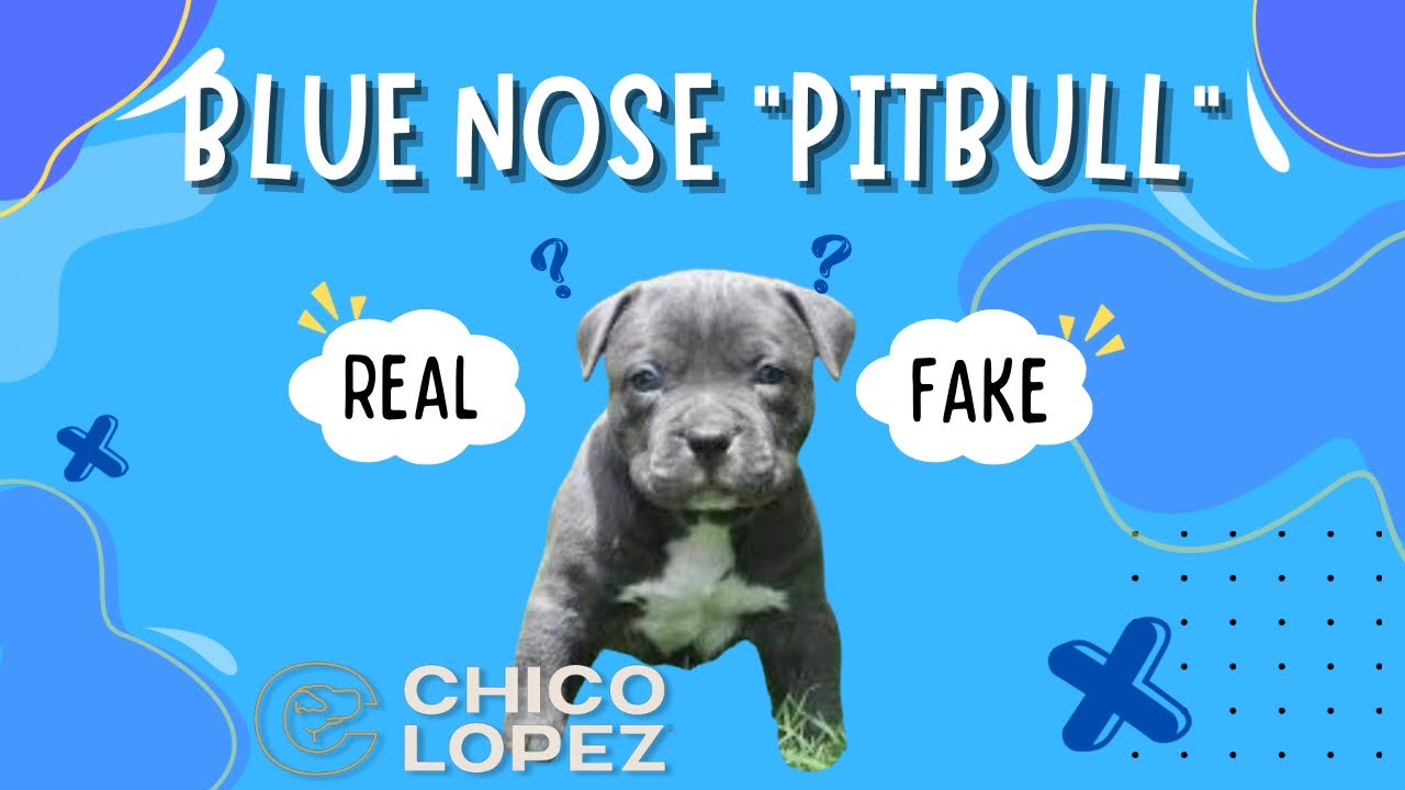 How do I know if my Blue nose is Pureblod ? - YouTube