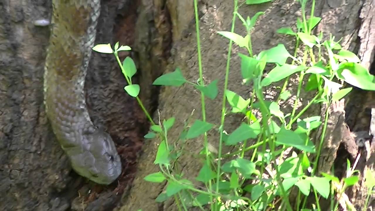TIGER SNAKE Climbing Down a Tree Trunk - YouTube