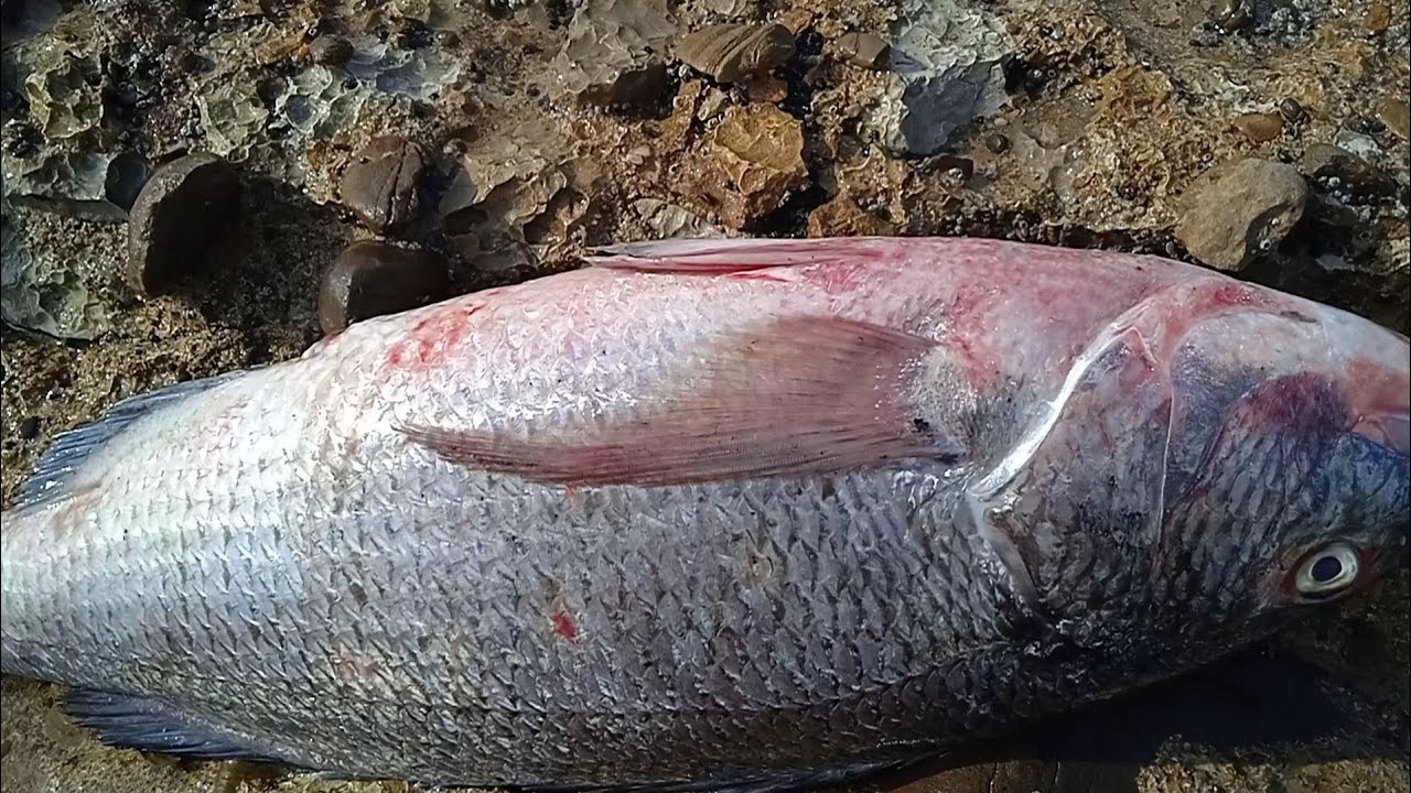 |Dantex fish|dathi purchased from kaka village - YouTube