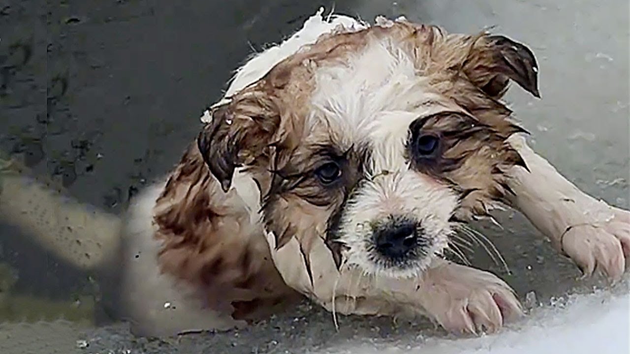 -20°snow weather, a puppy fell into a pond, its body soaked and ...