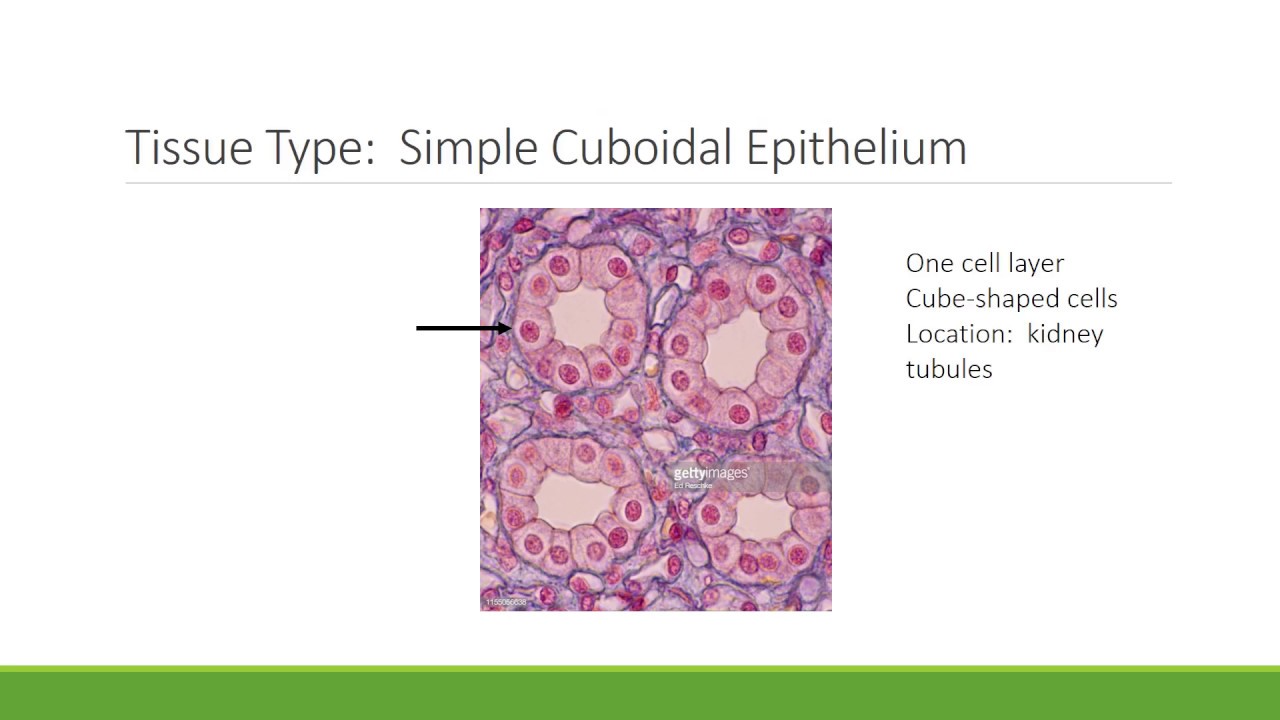 Lecture 11 A&P Tissues 1 - YouTube