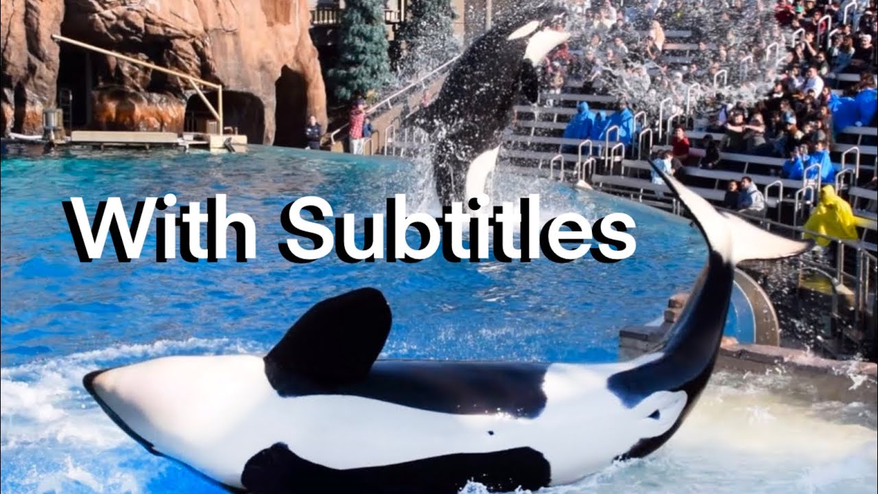 SeaWorld San Diego- INSIDE LOOK Orca Presentation (SUBTITLES) January ...