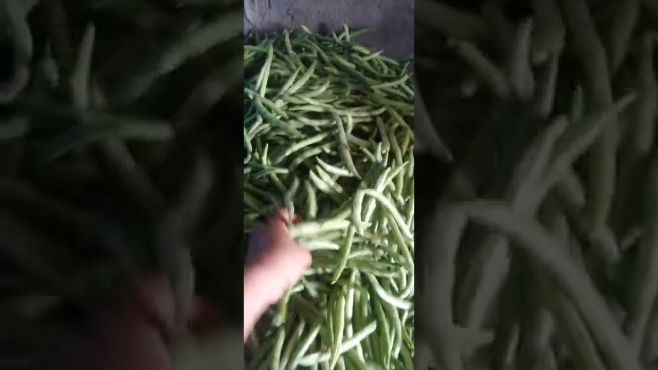 baguio beans bagong harvest - YouTube