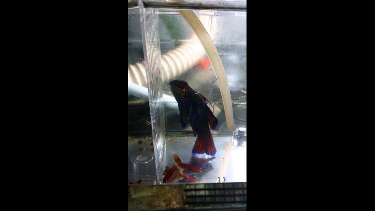 Mandarin fish eating frozen blood worm - YouTube