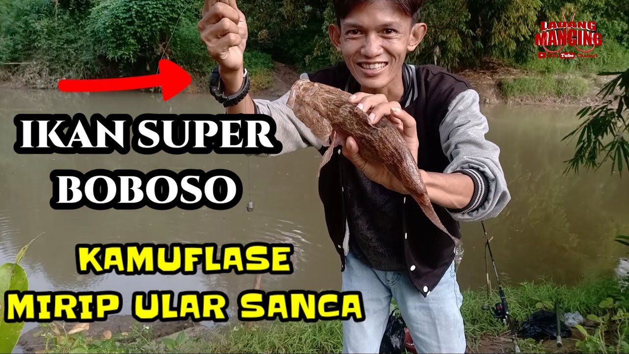 Mancing Ikan Boboso super di air terdalam - YouTube