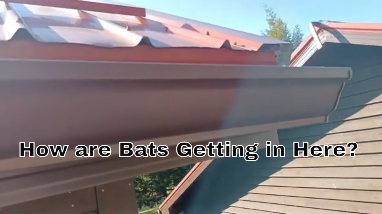 Make Sure to Get a Bat Proofing Warranty | Figuring Out Bat Entry - YouTube