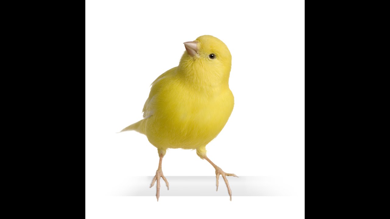 Canary on the Brain (S1 Episode 11) - YouTube