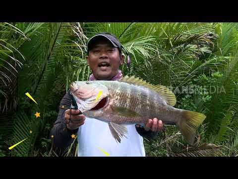 MANCING MANIA | BUMBLEBEE VAN PAPUA (30/08/19) Part 2