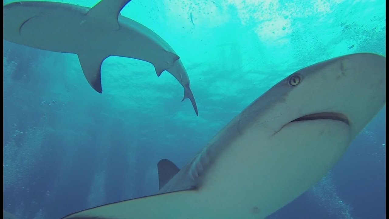 Amazing Underwater Footage, Scuba Diving - YouTube