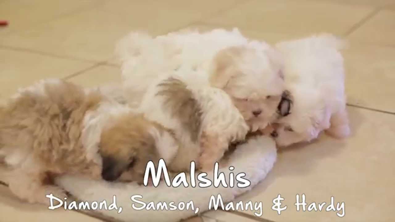 Puppies for Sale - DIAMOND / SAMSON / MANNY / HARDY - Malshis - YouTube