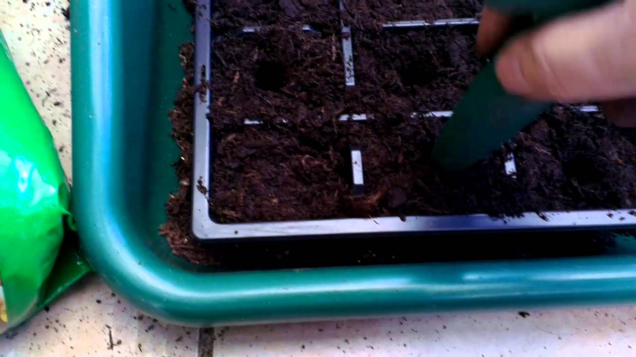 How I transplant mini plug plants. - YouTube