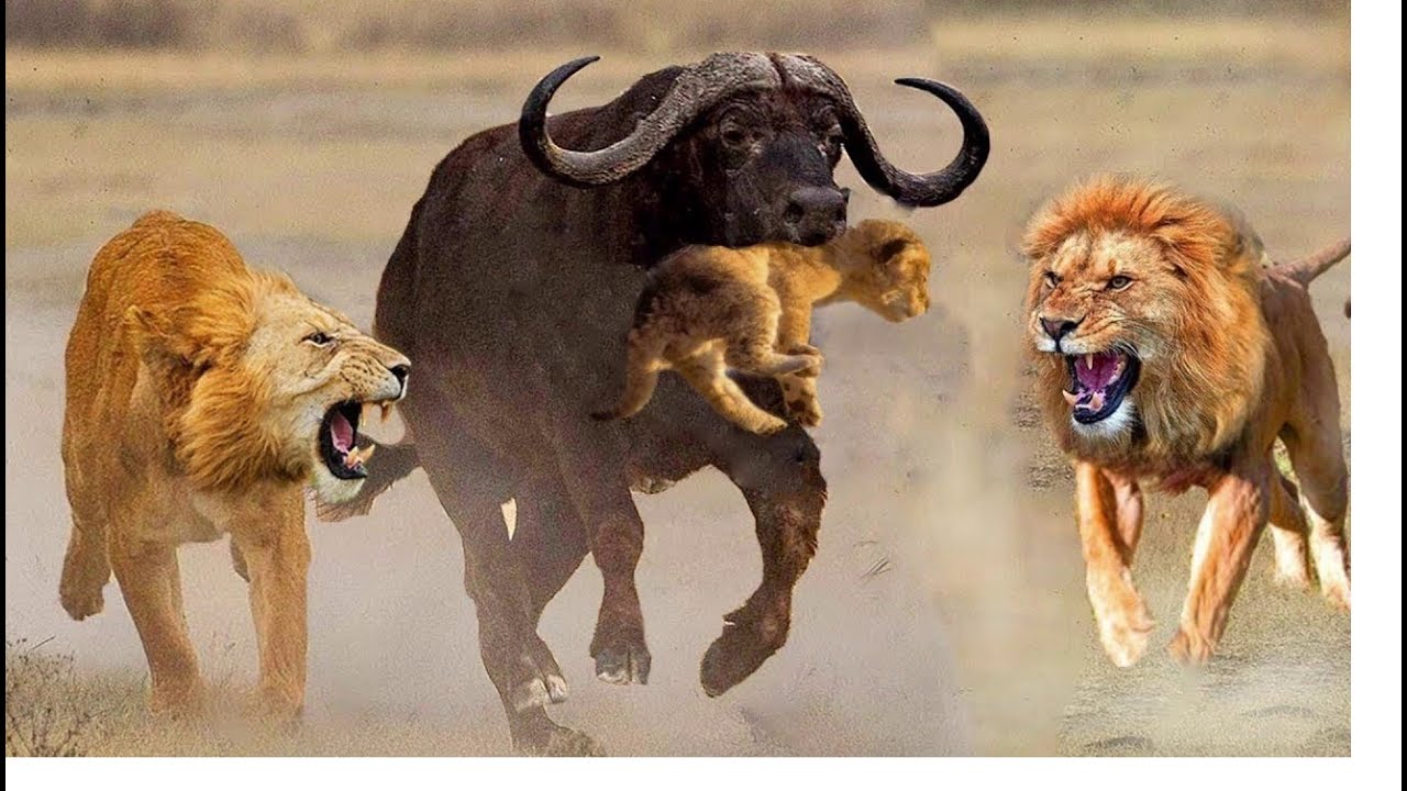 African Wildlife Documentaries || wildlife videos | Stunning wildlife ...