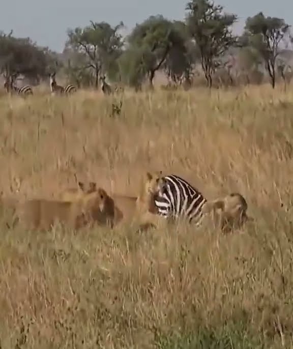 Wild Lions: Raw Power and Survival - YouTube
