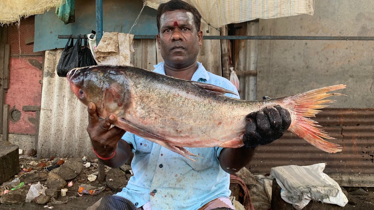 Mada kandal fish 🔥kasimedu fish cutting 🔪 - YouTube