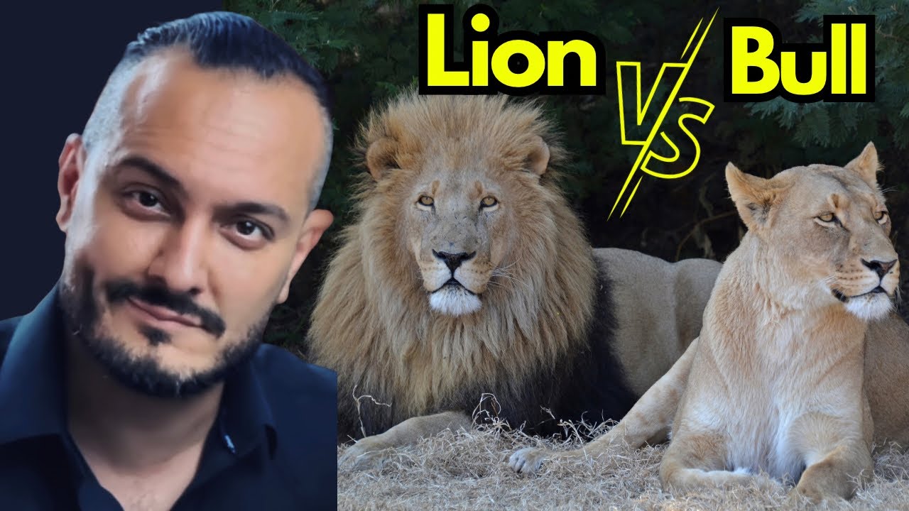 The Lion and the Bull - YouTube