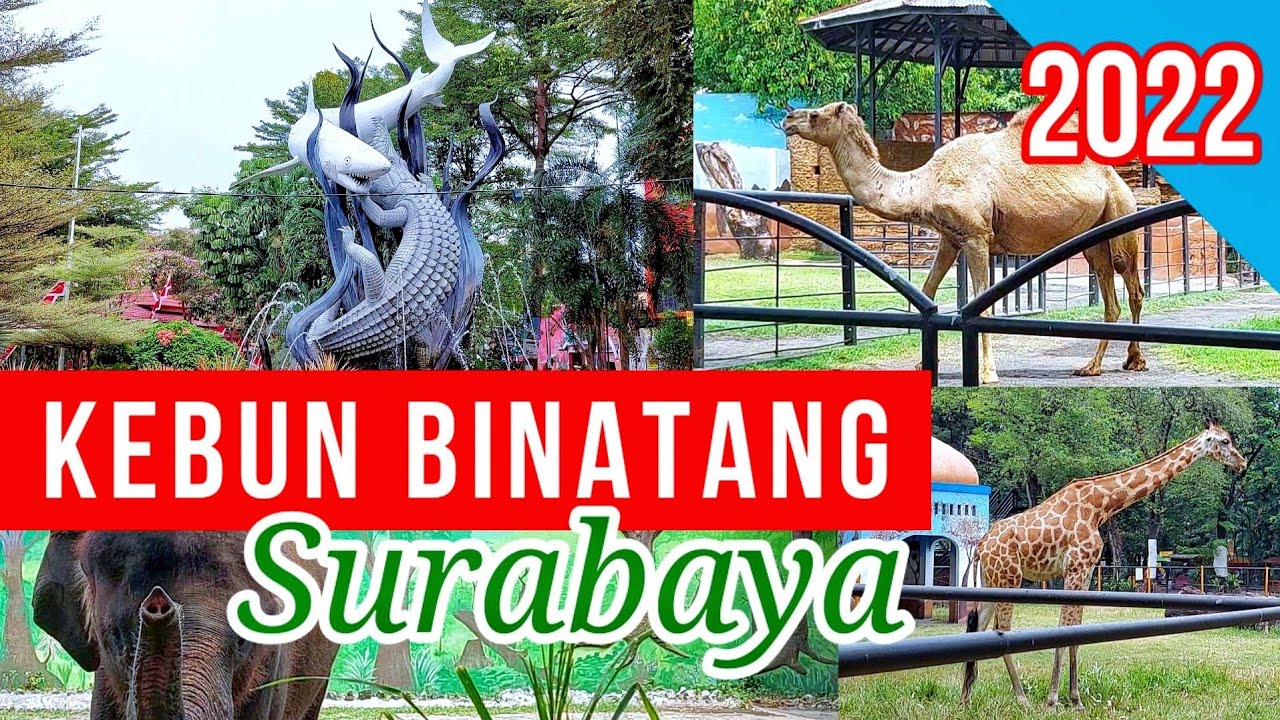 KEBUN BINATANG SURABAYA ZOO - Kondisi terkini dan Cara Pembelian tiket ...