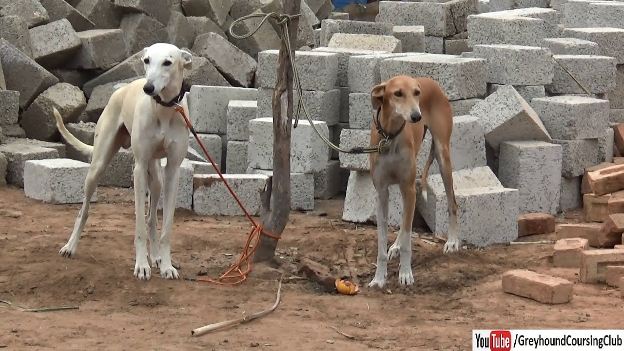 Mix breed dogs | Irani dog photo | greyhound and Irani mix breed - YouTube