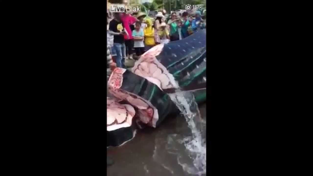 Vendors saw giant whale shark into pieces for chinese fish market sale ...