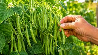 Do This and Your Beans Will Never Stop Producing
