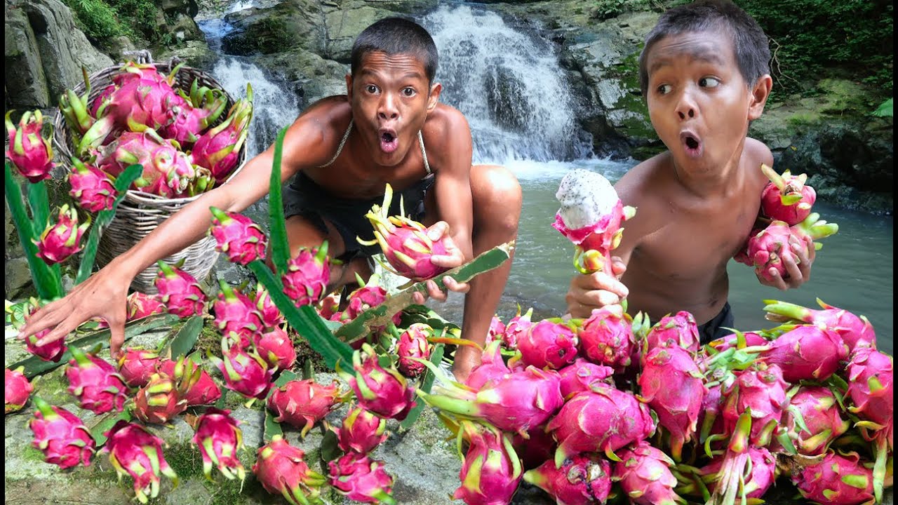 Primitive technology - Eating rich dragon fruit delicious - YouTube