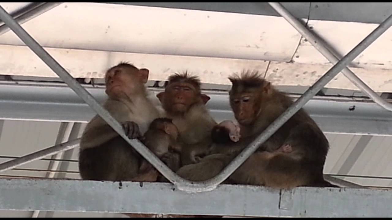 Mother Monkey loves its Baby Soo Cute - YouTube