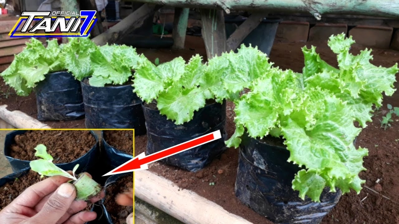 cara sederhana menanam selada keriting di polybag ANTI GAGAL - LETTUCE ...