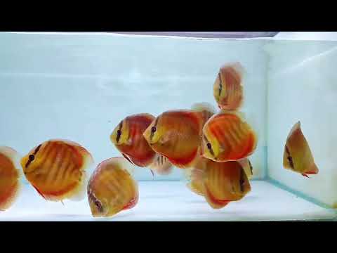 ikan discus warna sun merah , warna cantik - YouTube