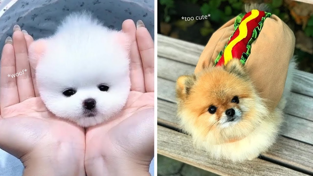 Tiny Pomeranians 🔴 Funny and Cute Pomeranian Puppy Compilation #1 ...