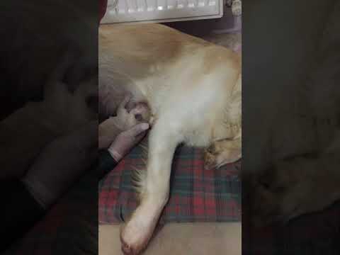 O bir kahraman. ilk doğan O kahramanımızı emzirmeye çalışıyorum. Golden Retriever. Doğum,