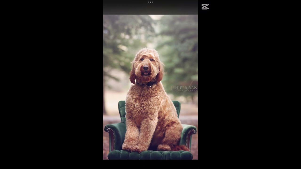 My dog big BOY - YouTube