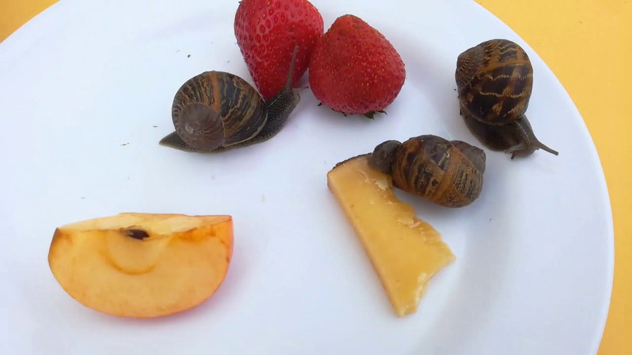 Que mangent les escargots ? - expérience 1 - YouTube