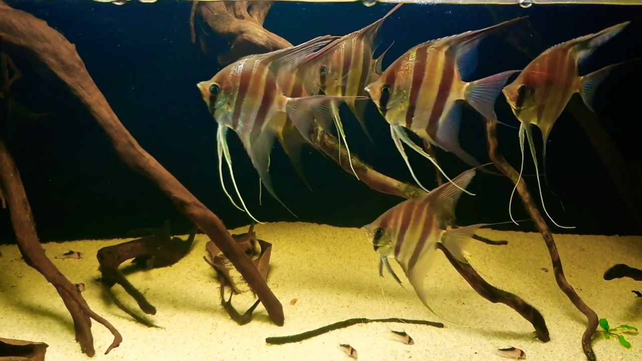 My Wild Orinoco Altum tank - YouTube