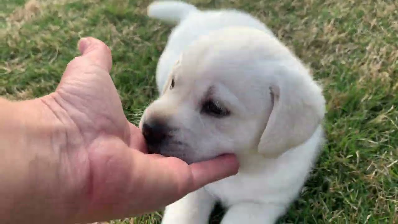 ON THE SUNNY SIDE! Adorable Lab Puppies in the Gaahhhhden - YouTube