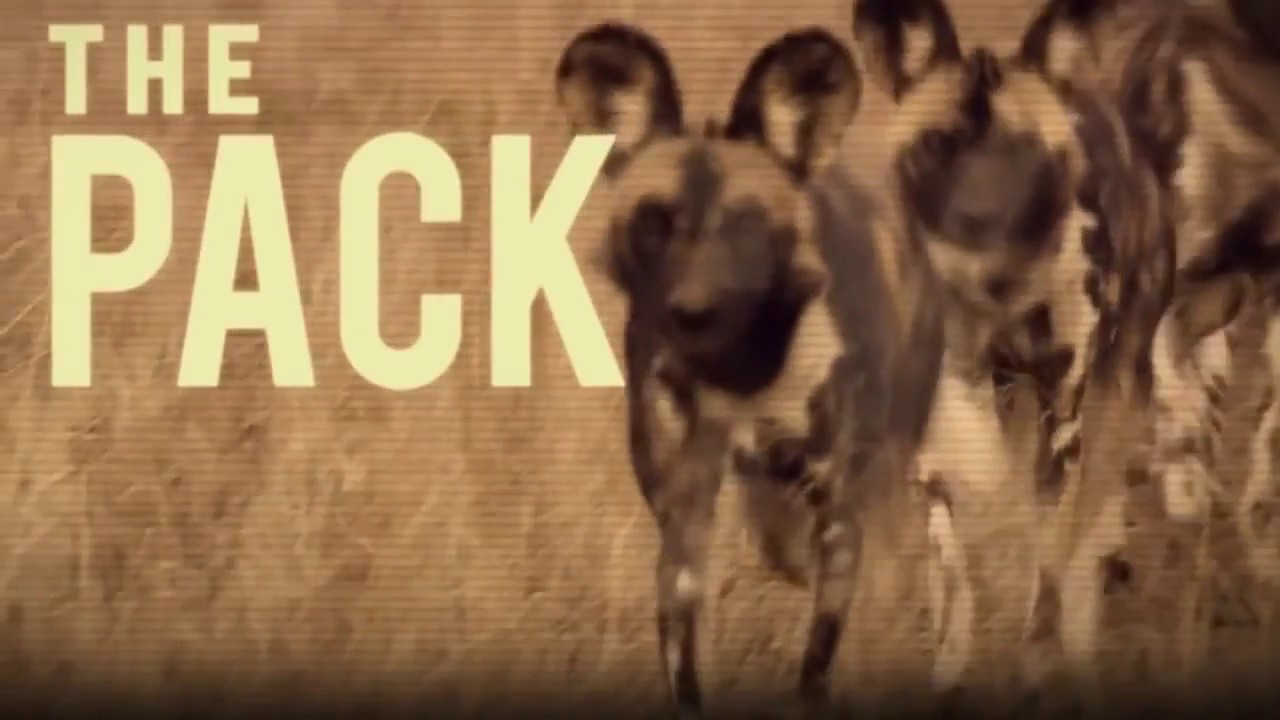 african wild dogs attacks national geographic documentary animals - YouTube