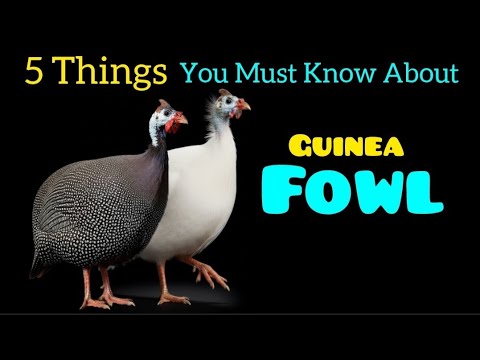 "5 Things You Must Know About: Guinea Fowl." - YouTube