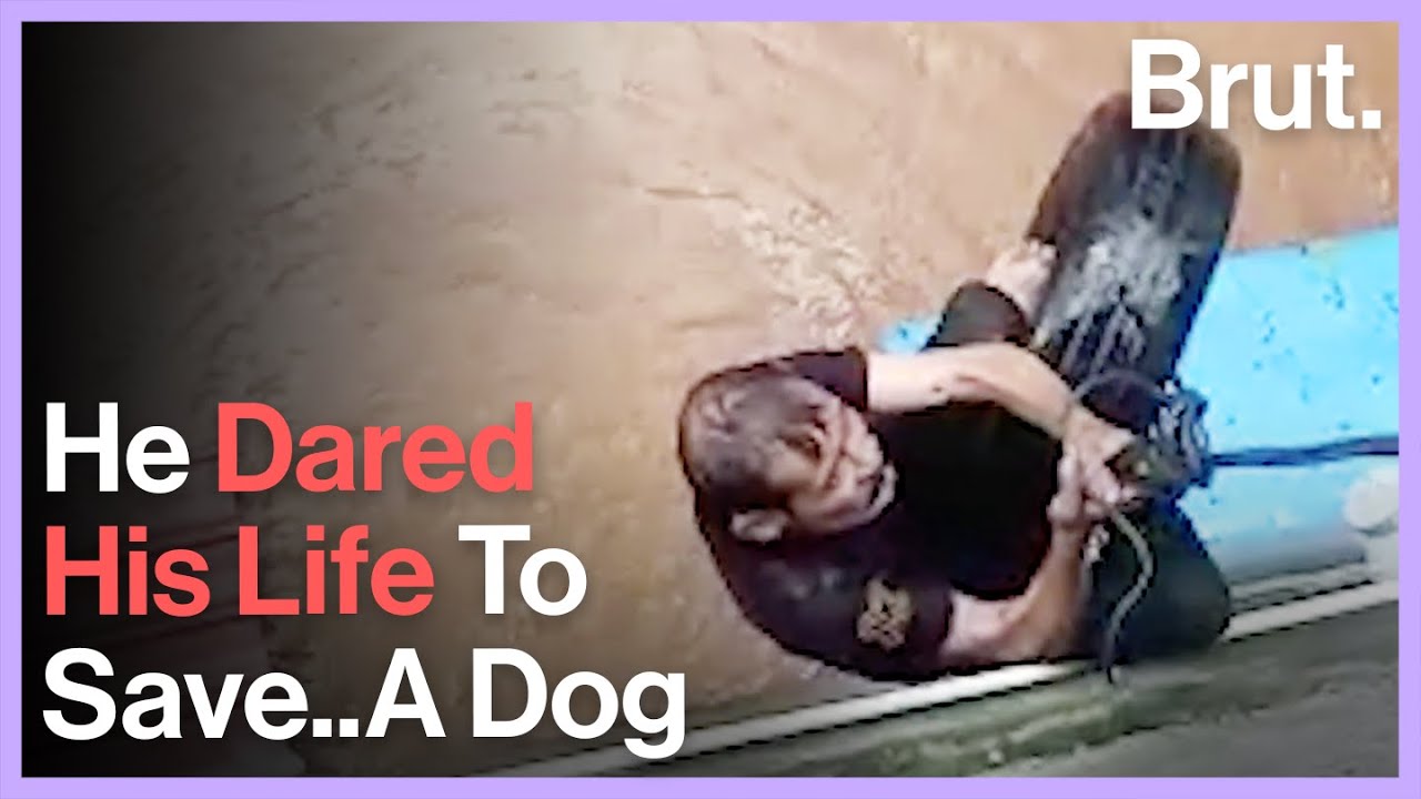 Man Risks His Life To Save Dog From Flood - YouTube