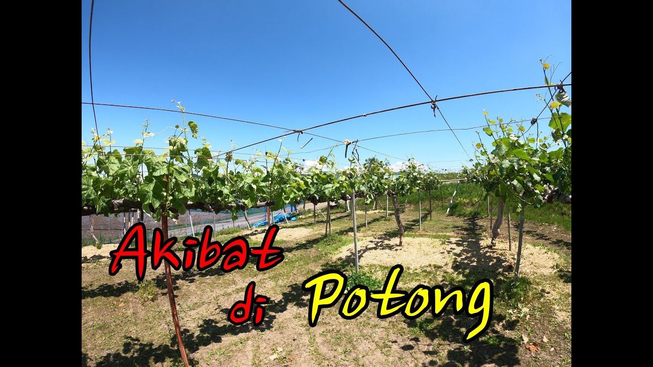Pertanian Anggur Di Jepang... Begini hasilnya setelah ranting tanaman # ...