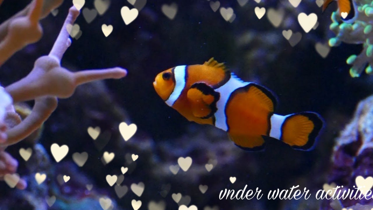 Sea creatures called FISH video clip 4 // amazing underwater living ...
