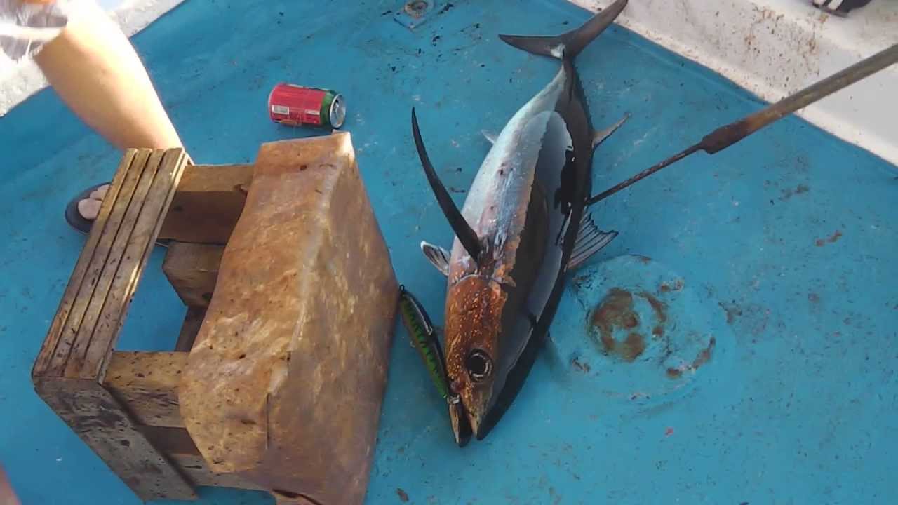 North Cyprus Fishing - Albacore Tuna 18lb (Uzunkanat Orkinos 8kg) - YouTube