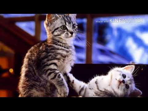Best cats love whatsapp status video by mano bili