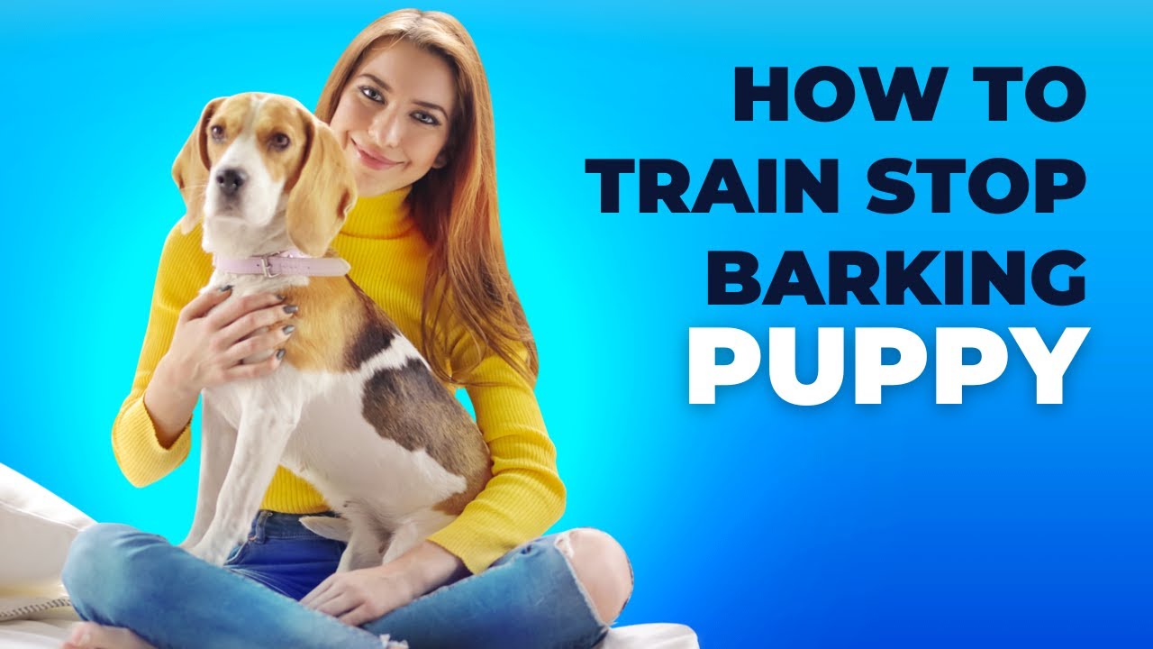 Dog Training Tips: How to Stop Barking & Chewing - YouTube
