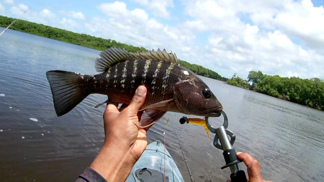 ISSO SIM QUE É PESCA NO MANGUE!! VÁRIAS ESPÉCIES - YouTube