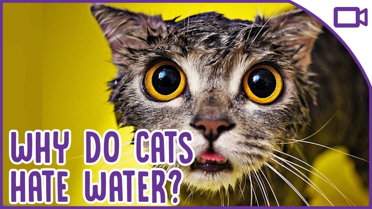 Why Do Cats Hate Water ππΏ 4 Reasons Youtube