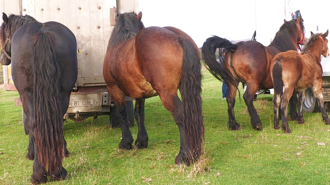 Caii lui Ionu Niți de la Berbești - Maramureș 2022 - YouTube