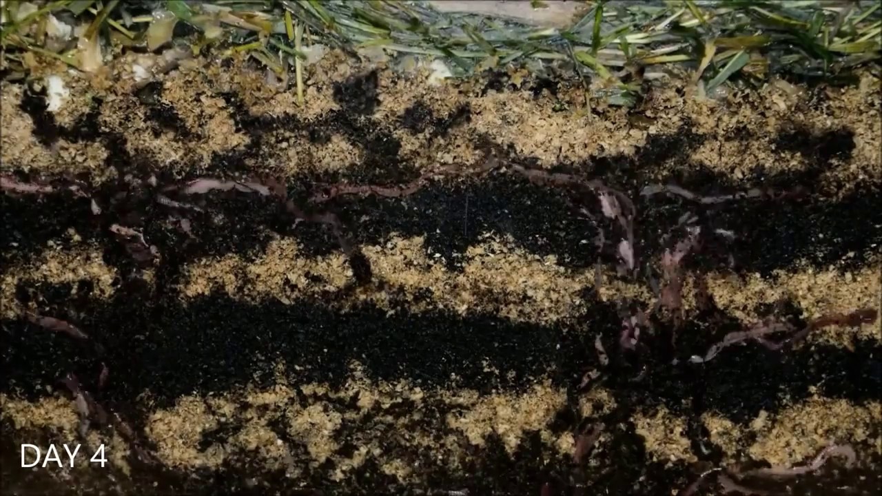Worms At Work 20 Days Time Lapse Of Vermicomposting - Minhocas ...